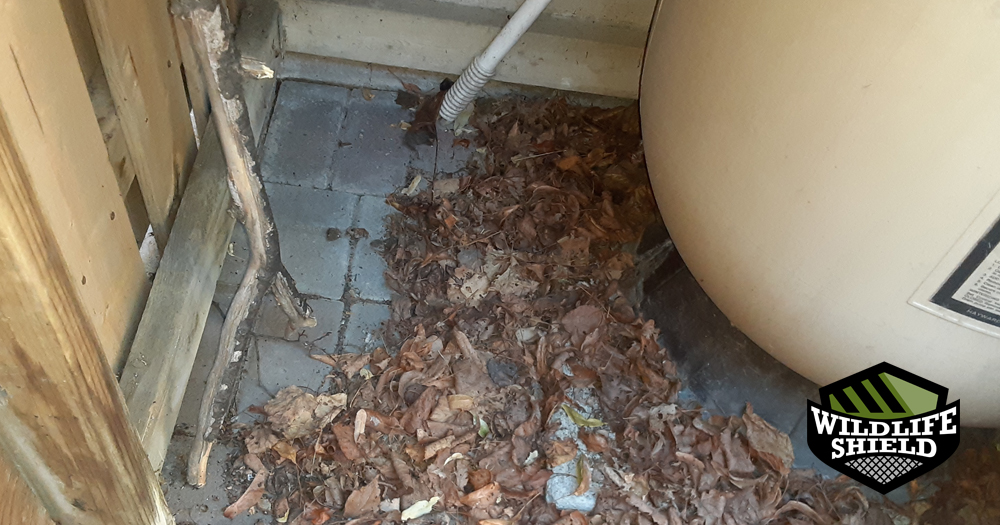 Raccoon Feces On a Shed Roof In Ajax - Raccoon Feces Removal