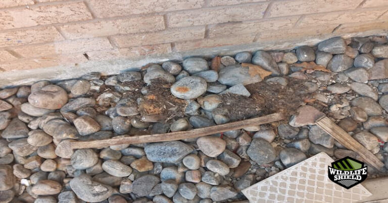 Raccoon Feces Removal in Residential Property in Toronto - Raccoon ...